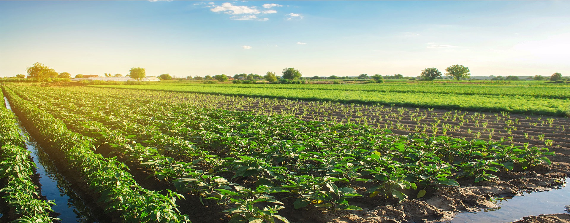 Farm4SD